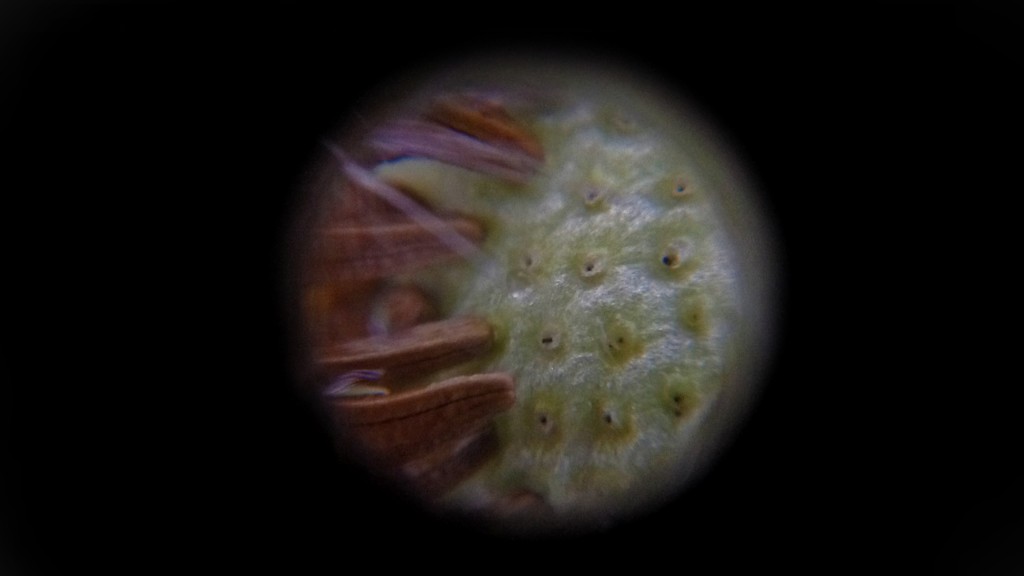 MICRO PLANET - Laura Jade