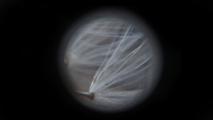 MICRO PLANET - Laura Jade