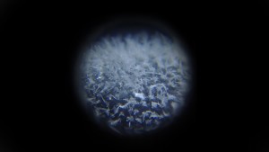 MICRO PLANET - Laura Jade