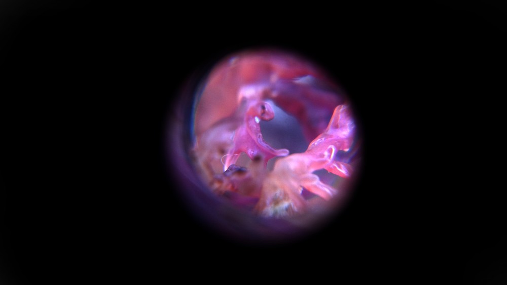 MICRO PLANET - Laura Jade