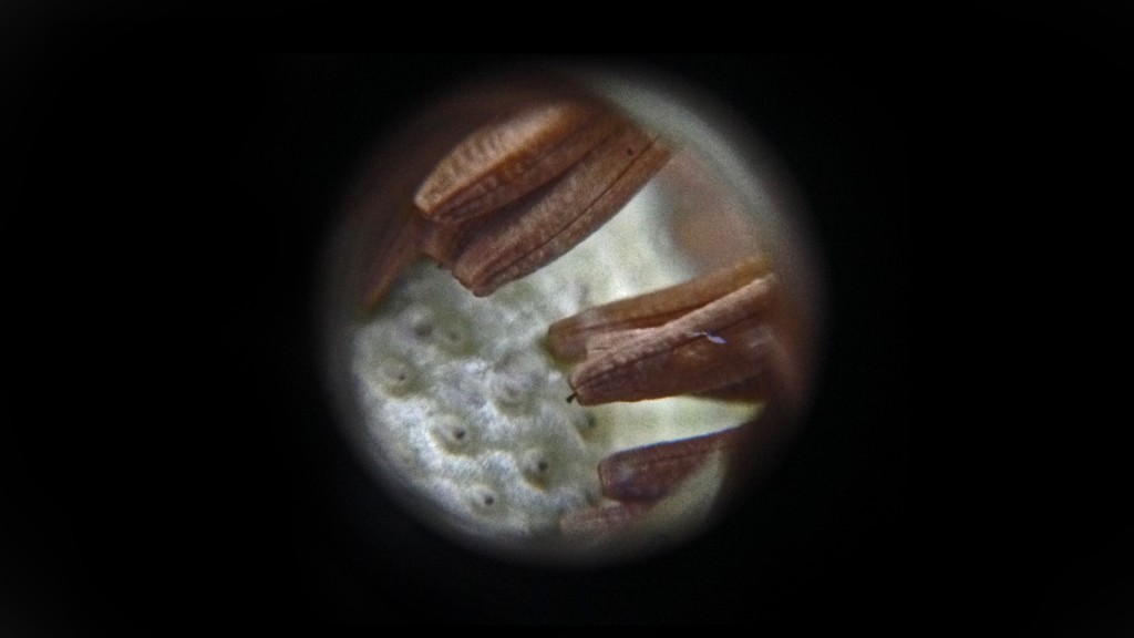 MICRO PLANET - Laura Jade