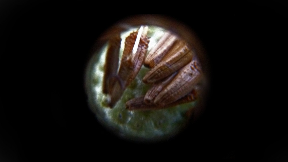 MICRO PLANET - Laura Jade