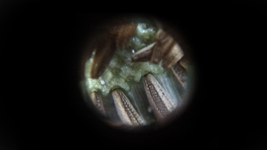 MICRO PLANET - Laura Jade